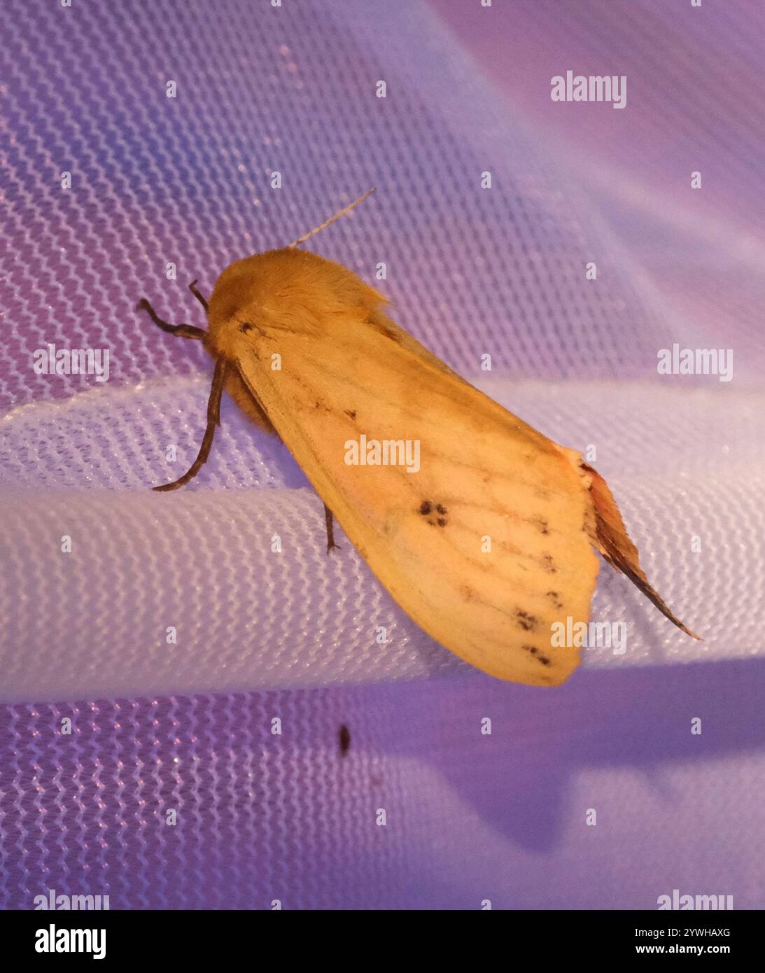 Isabella Tiger Moth (Pyrrharctia isabella Stock Photo - Alamy