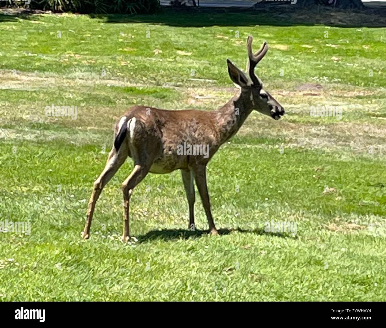 Columbian Black-tailed Deer (Odocoileus hemionus columbianus Stock Photo - Alamy