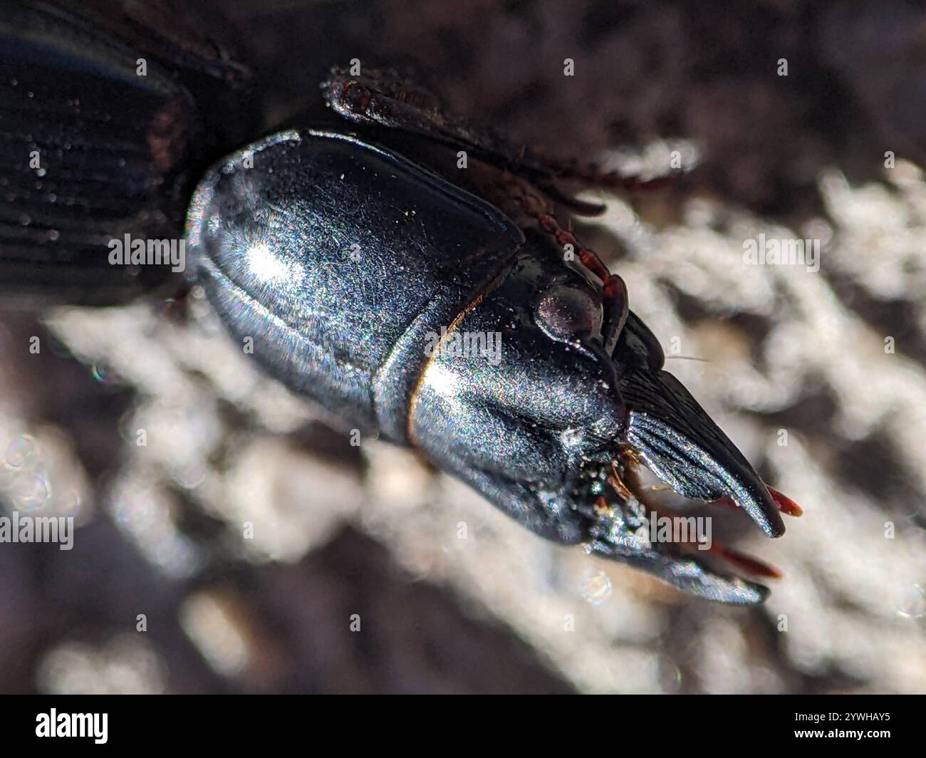 Big-headed Ground Beetle (Scarites subterraneus Stock Photo - Alamy