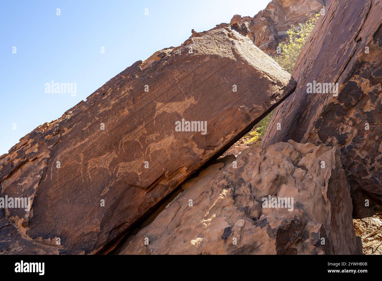 Depictions of animals on a rock slab, petroglyphs, rock engravings ...