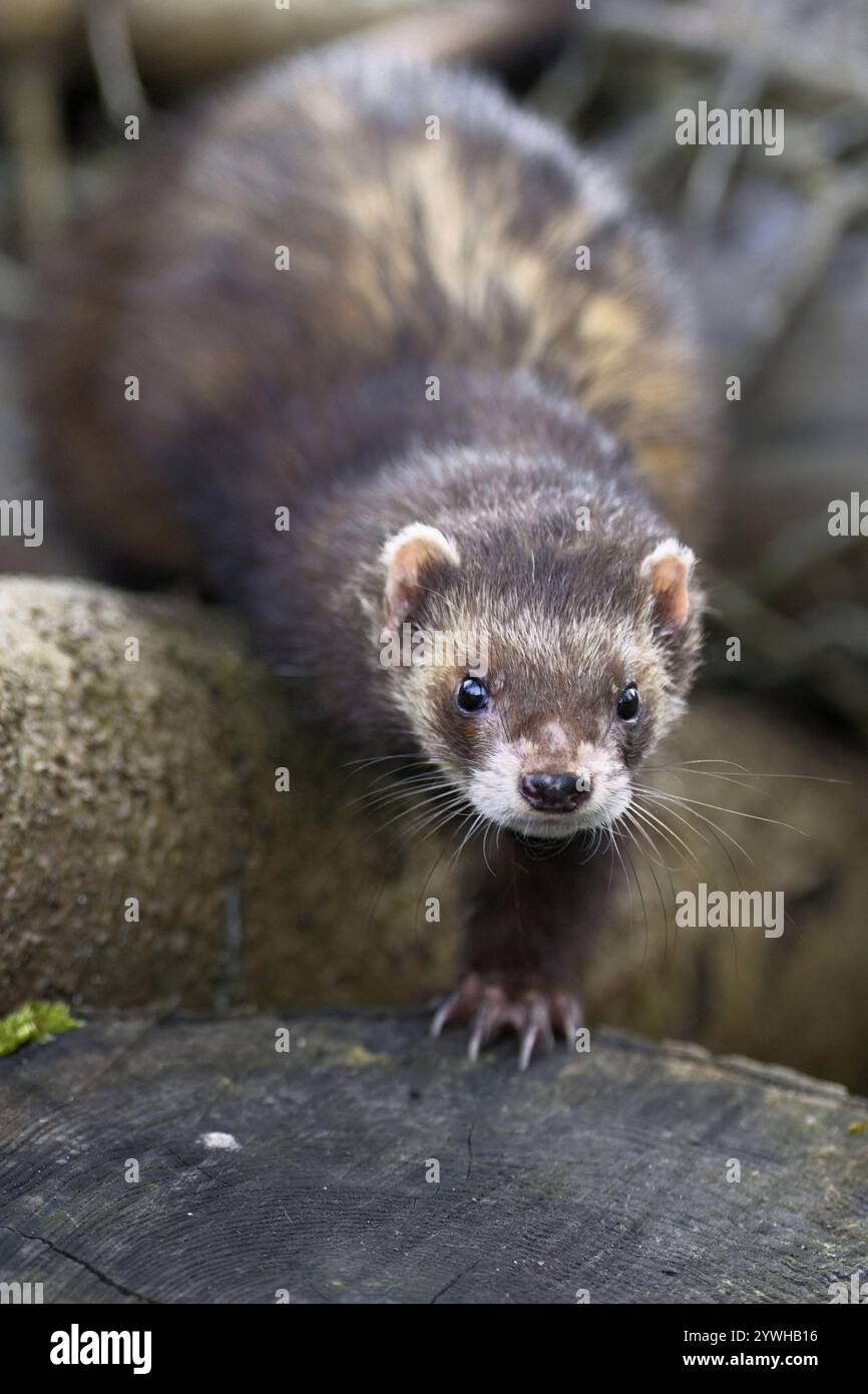 European polecat (Mustela putorius) also known as ferret, sitting on ...