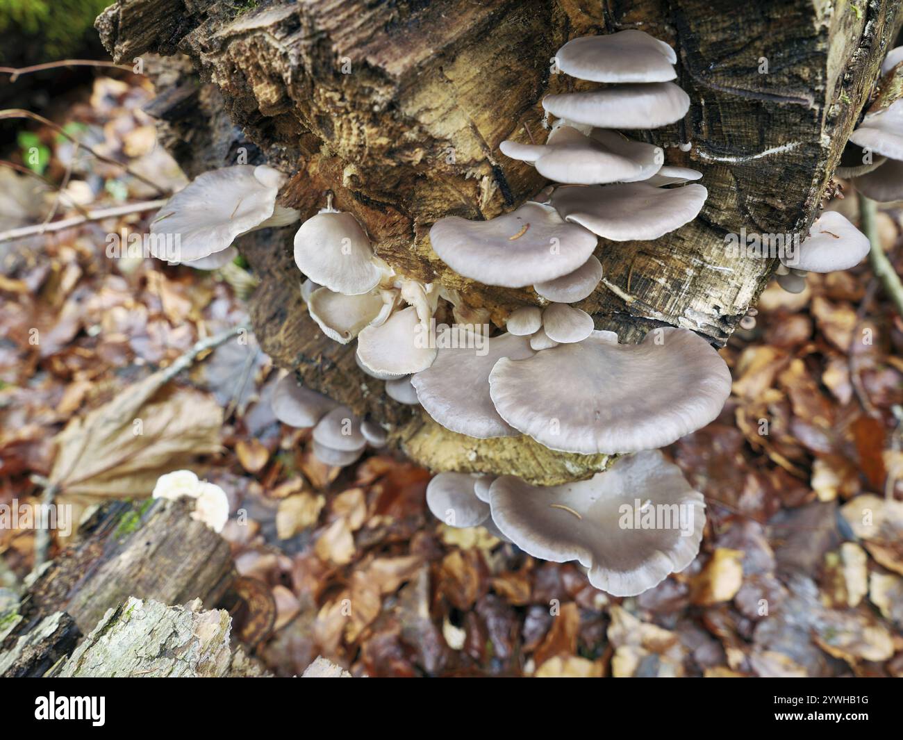 Oyster mushroom (Pleurotus ostreatus), Switzerland, Europe Stock Photo - Alamy
