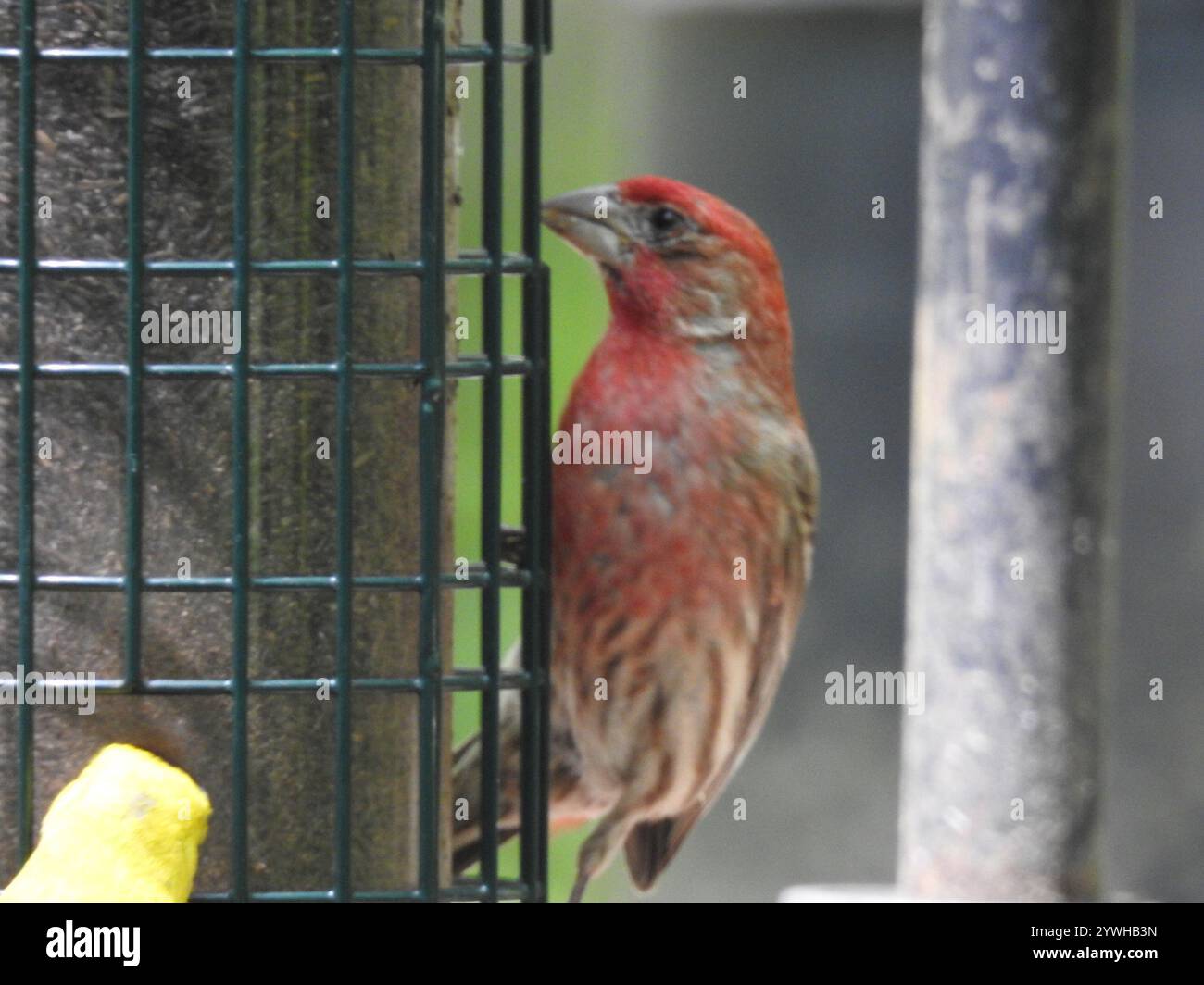 House Finch (Haemorhous mexicanus Stock Photo - Alamy