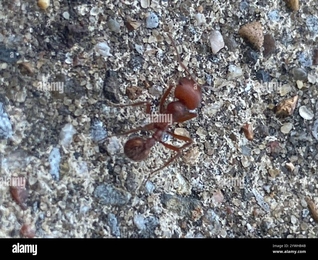 Red Harvester Ant (Pogonomyrmex barbatus Stock Photo - Alamy