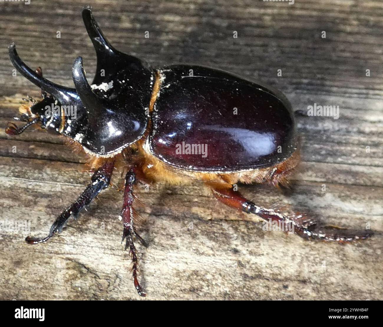 Smooth Ox Beetle (Strategus antaeus Stock Photo - Alamy