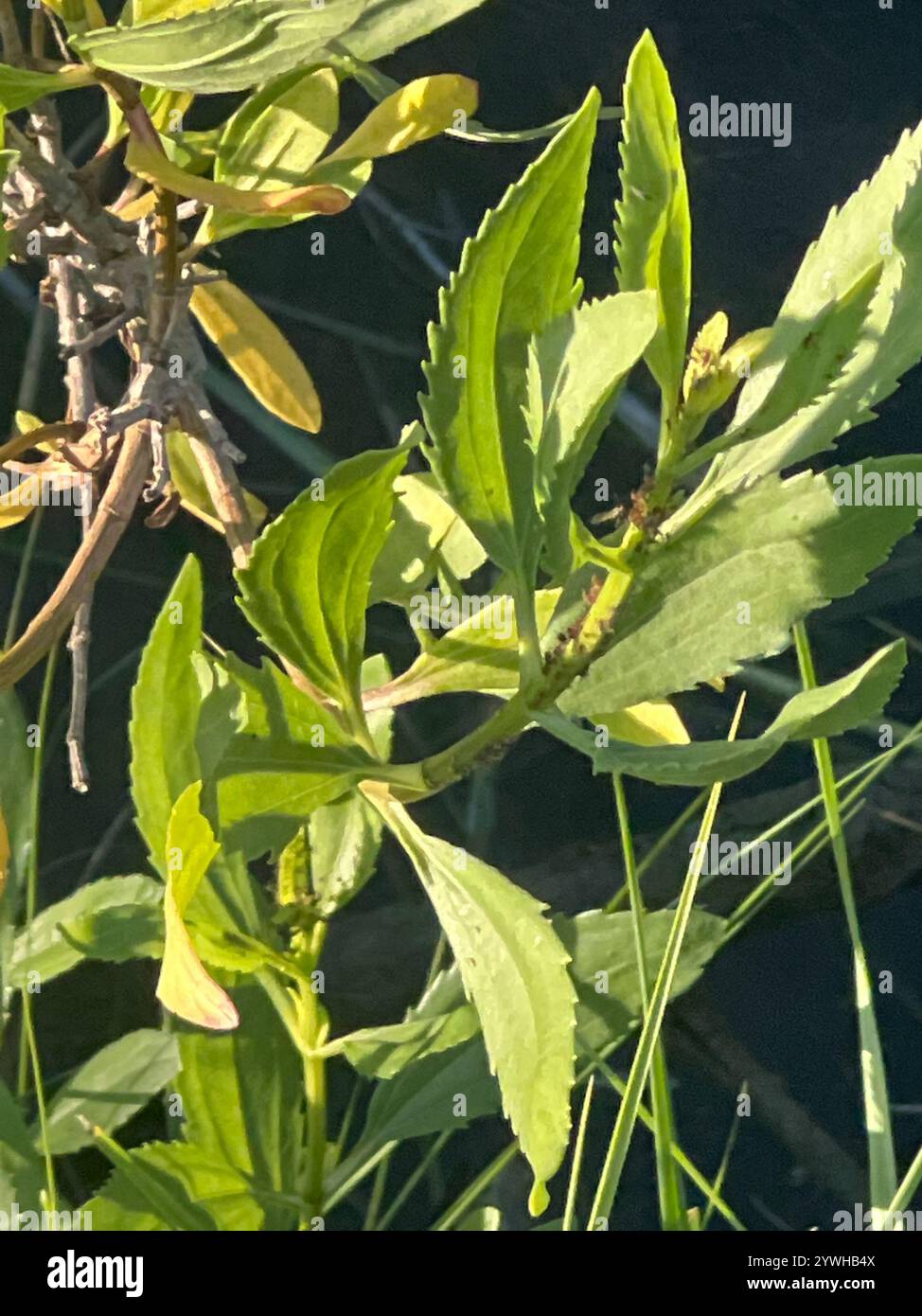 marsh elder (Iva frutescens Stock Photo - Alamy