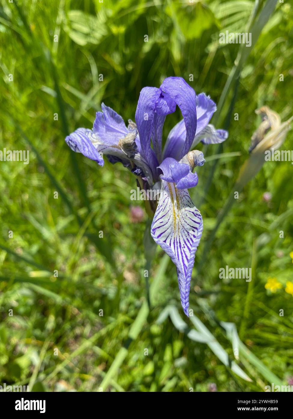 western blue flag (Iris missouriensis Stock Photo - Alamy