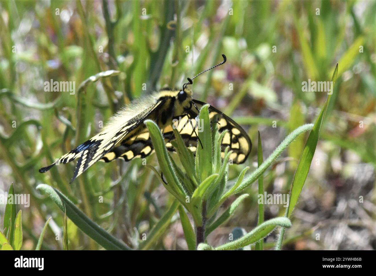 Anise Swallowtail (Papilio zelicaon Stock Photo - Alamy
