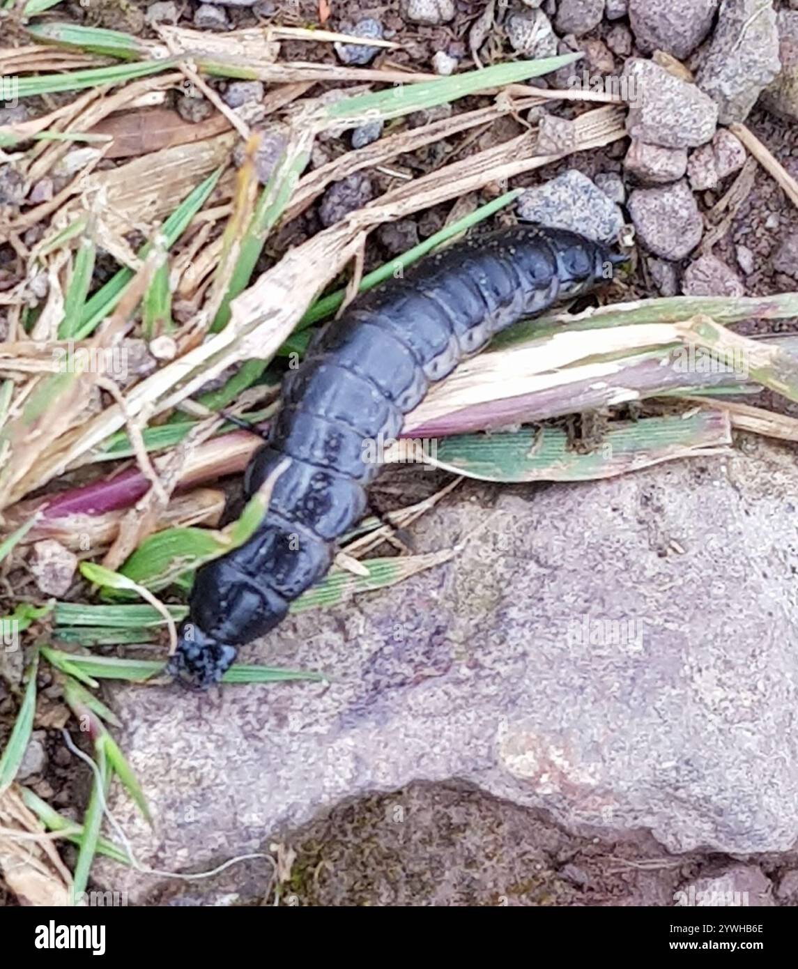 Worm and Slug Hunters (Carabus Stock Photo - Alamy