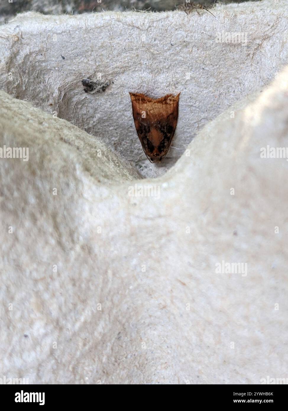 Archips podana hi-res stock photography and images - Alamy