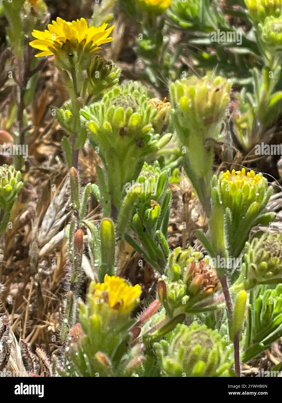 Coastal Tarweed (Deinandra corymbosa Stock Photo - Alamy