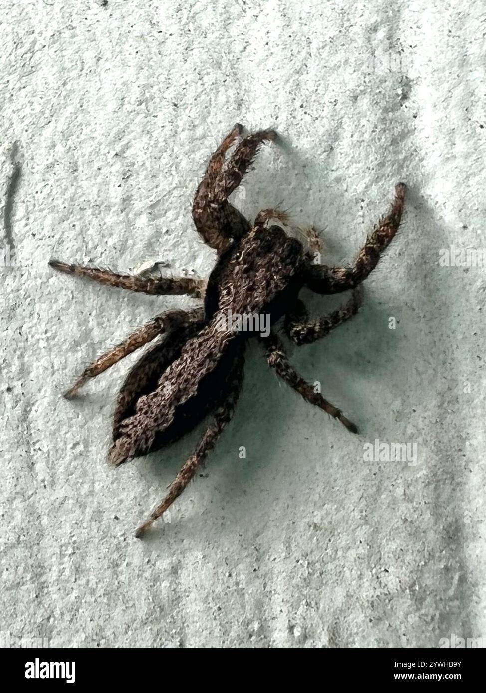 California Flattened Jumping Spider (Platycryptus californicus Stock ...