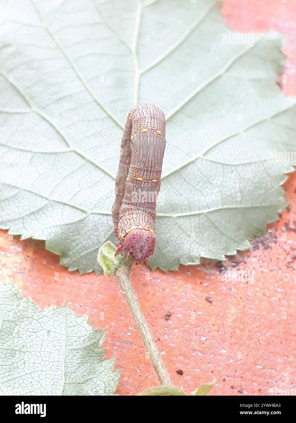 Brindled beauty moth lycia hirtaria hi-res stock photography and images ...