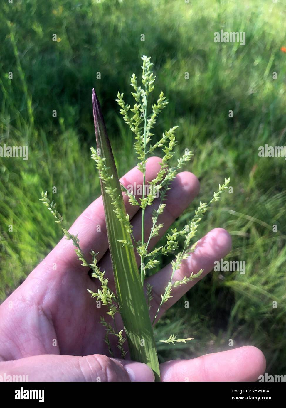 beaked panicum (Coleataenia anceps Stock Photo - Alamy