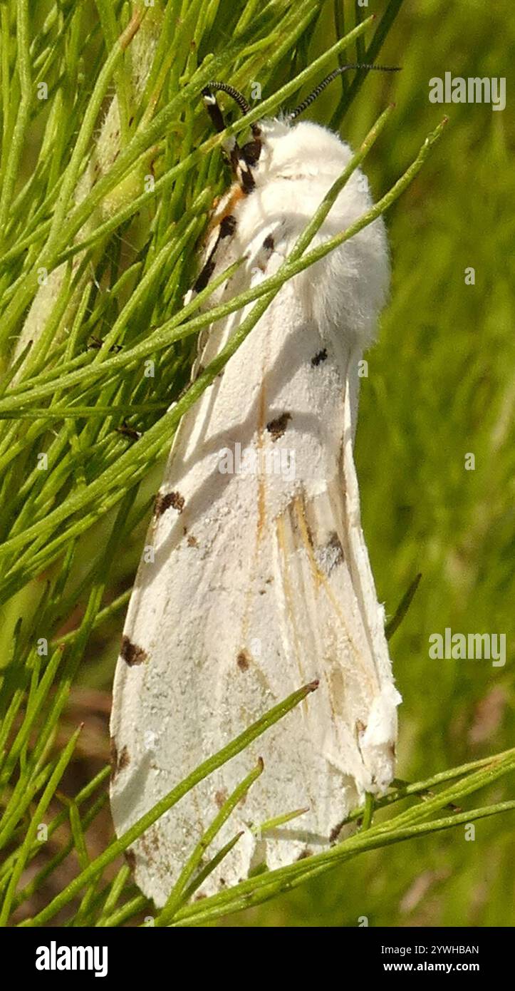 Estigmene acrea hi-res stock photography and images - Alamy