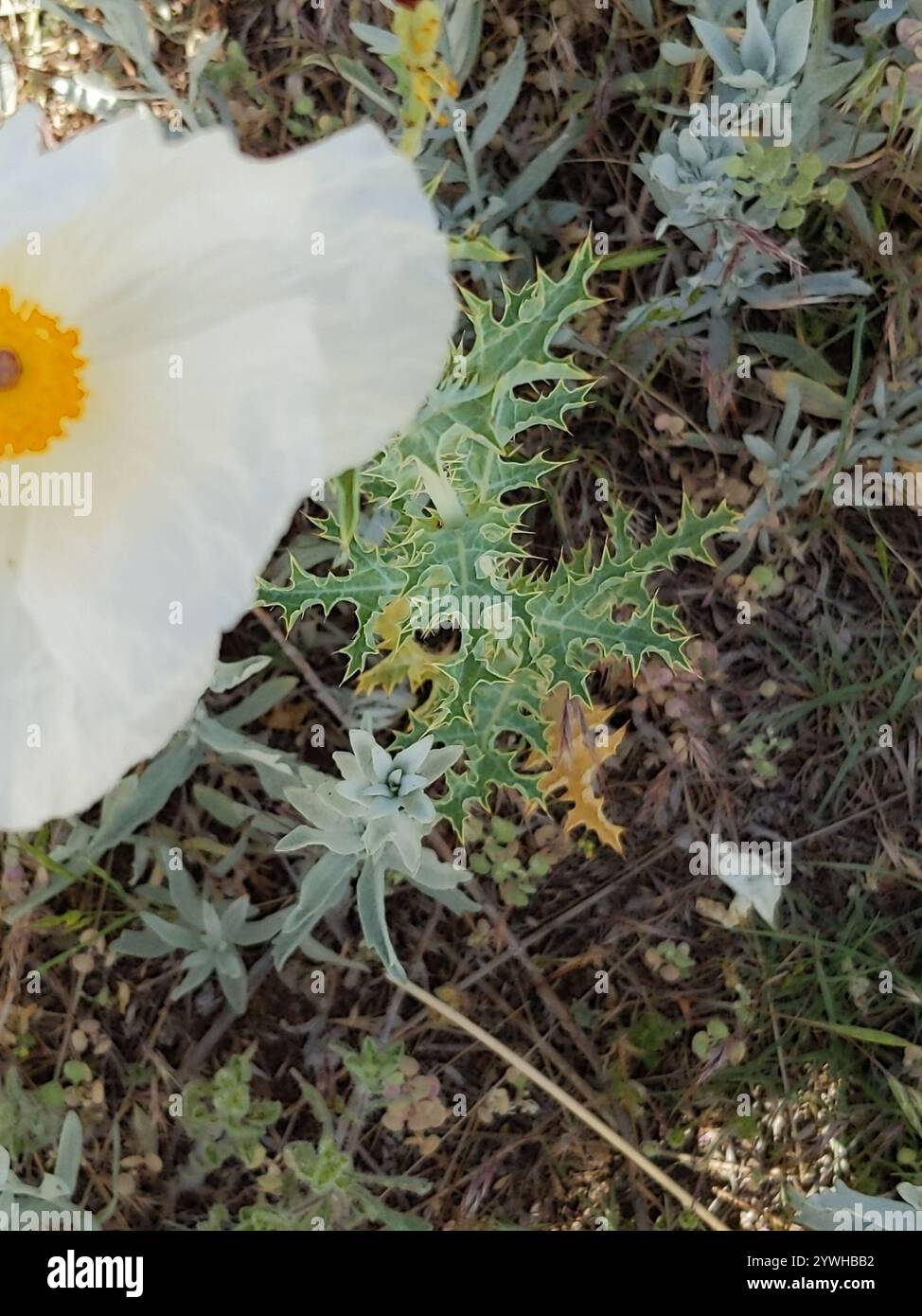 thistle poppy (Argemone polyanthemos Stock Photo - Alamy