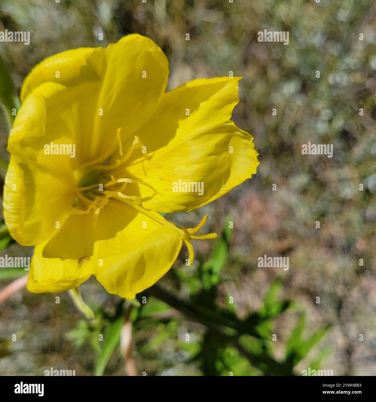 tall evening primrose (Oenothera elata Stock Photo - Alamy