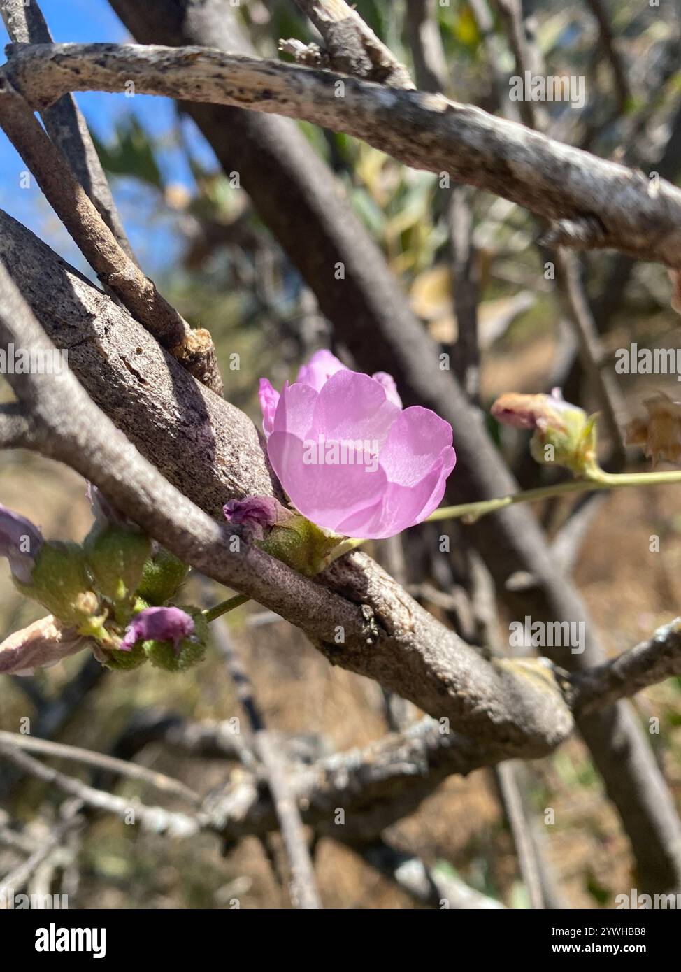 southern coastal bushmallow (Malacothamnus fasciculatus Stock Photo - Alamy