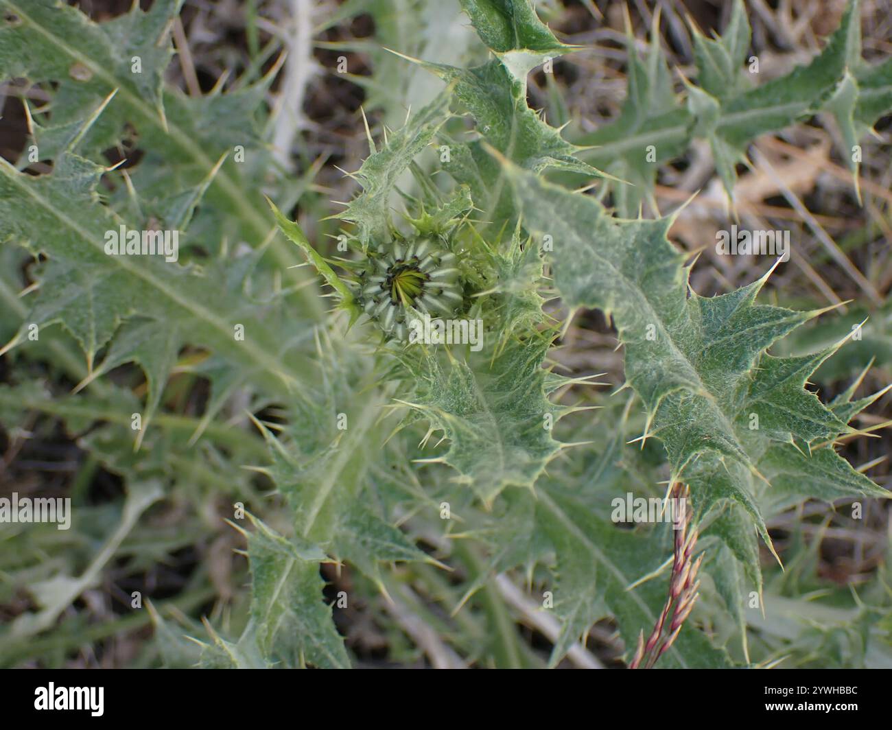 wavyleaf thistle (Cirsium undulatum Stock Photo - Alamy