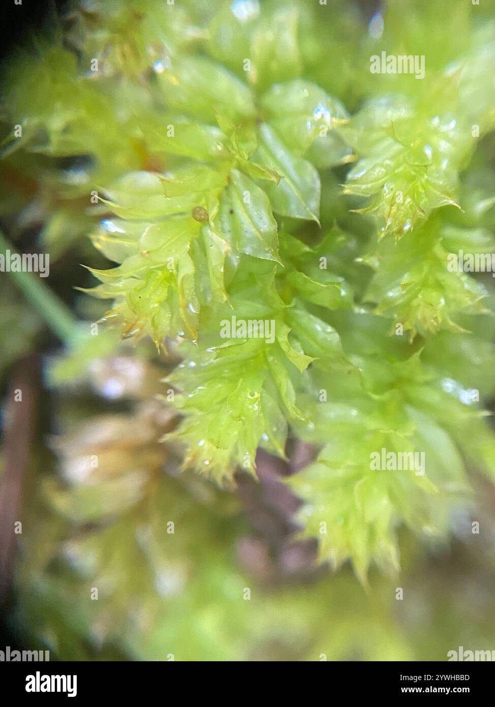 magnificent leafy moss (Plagiomnium venustum Stock Photo - Alamy