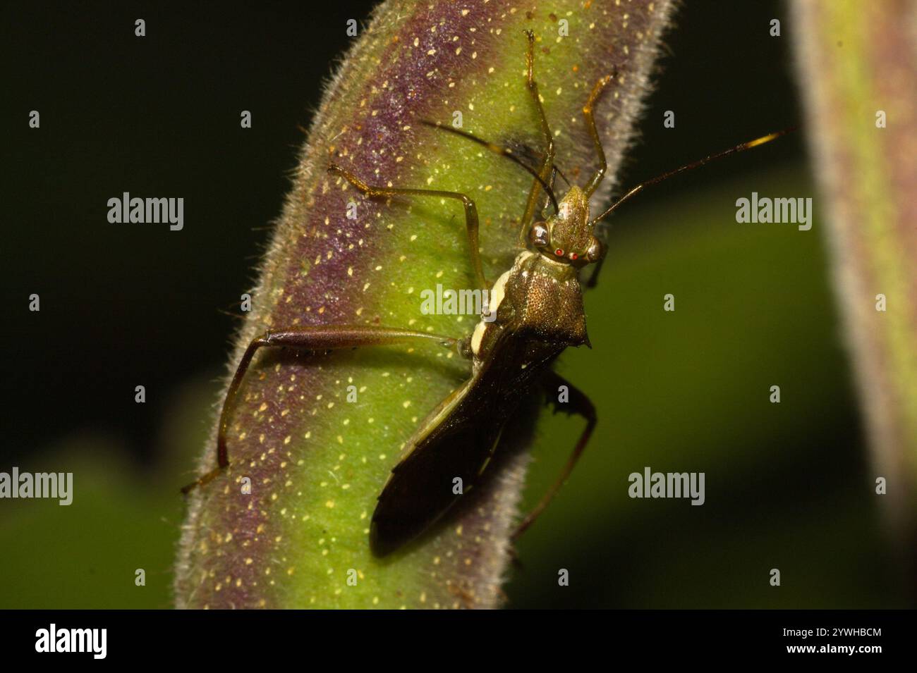 Hyalymenus hi-res stock photography and images - Alamy