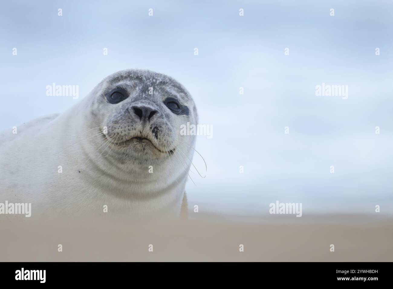 Common seal (Phoca vitulina) adult animal on a beach, Norfolk, England ...