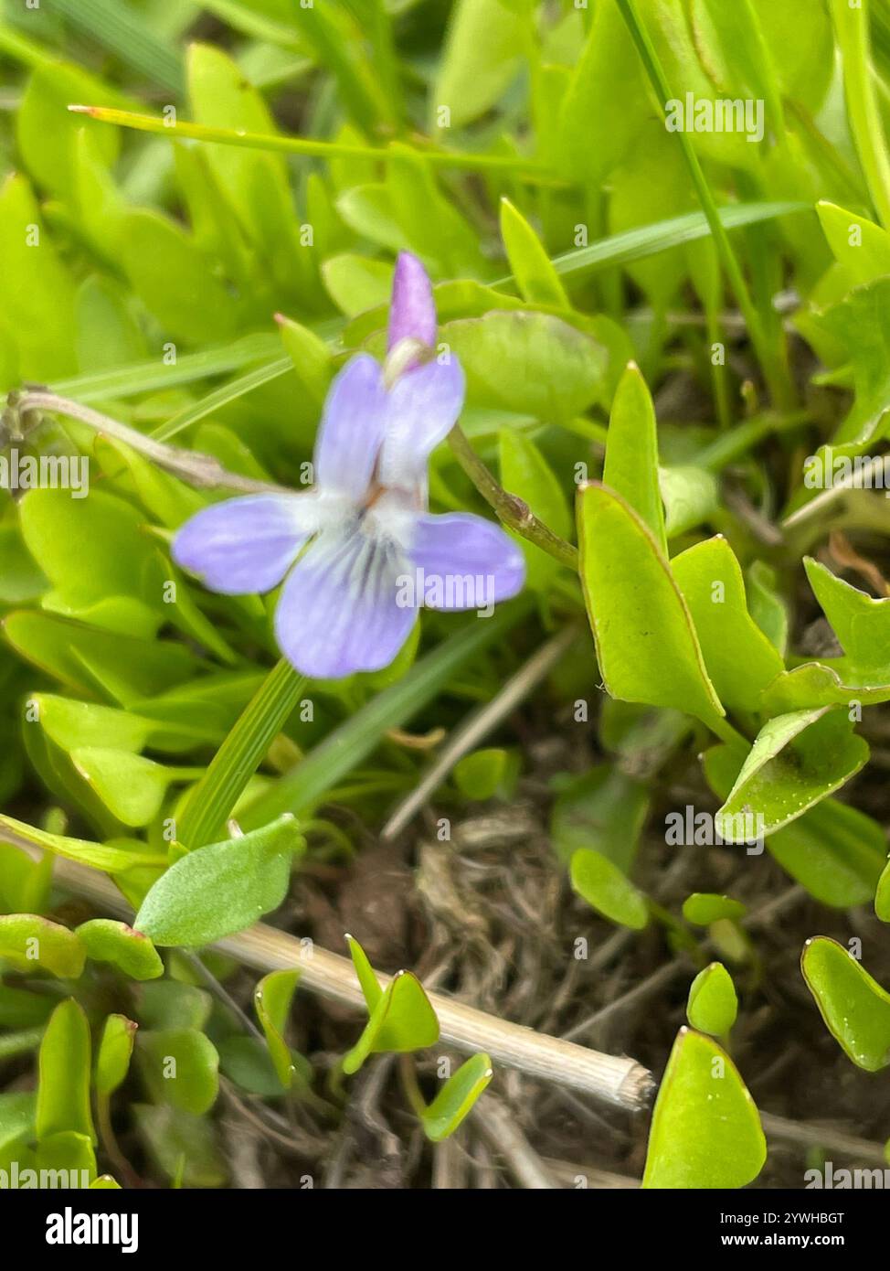 hookedspur violet (Viola adunca Stock Photo - Alamy