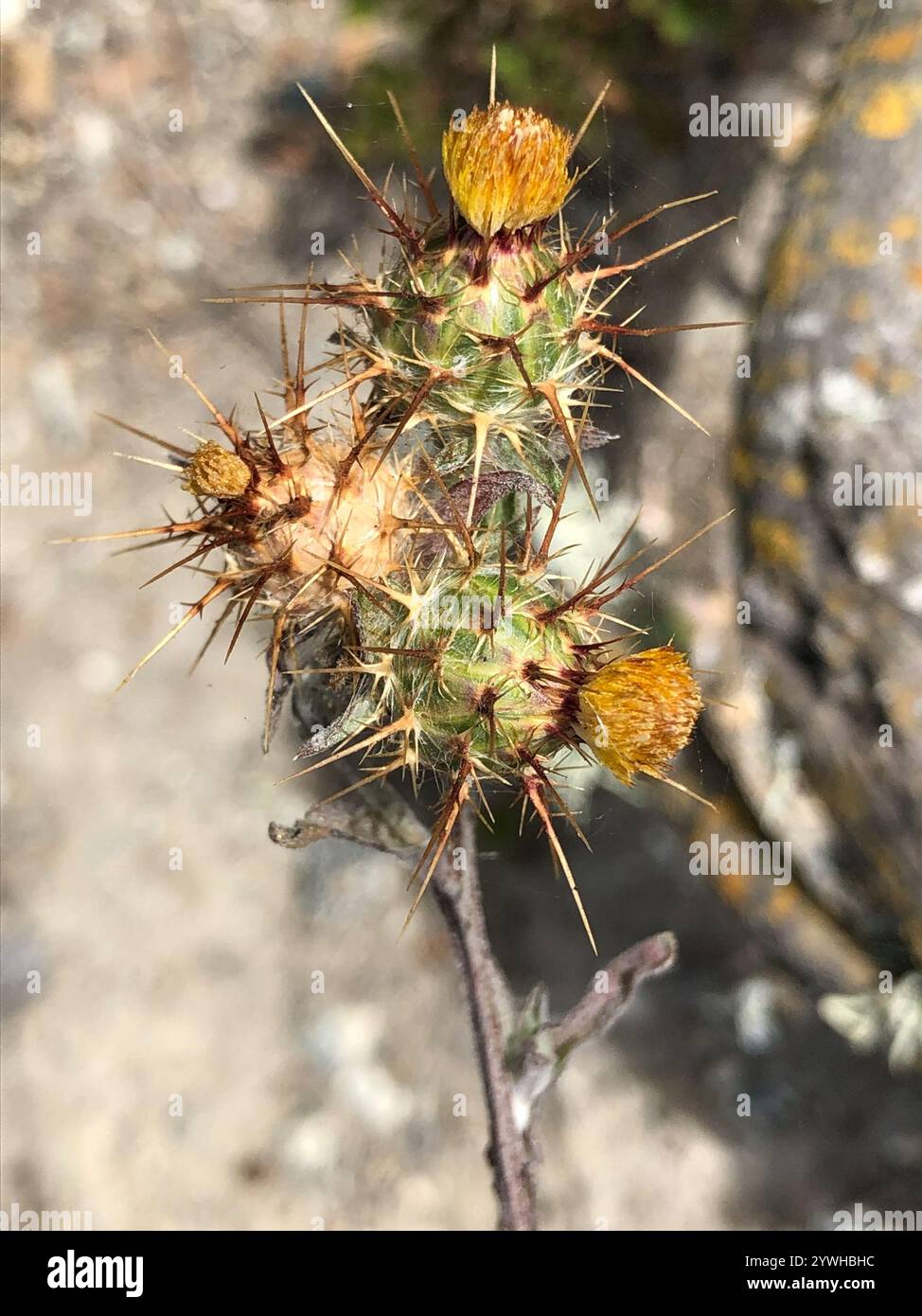 Maltese star-thistle (Centaurea melitensis Stock Photo - Alamy