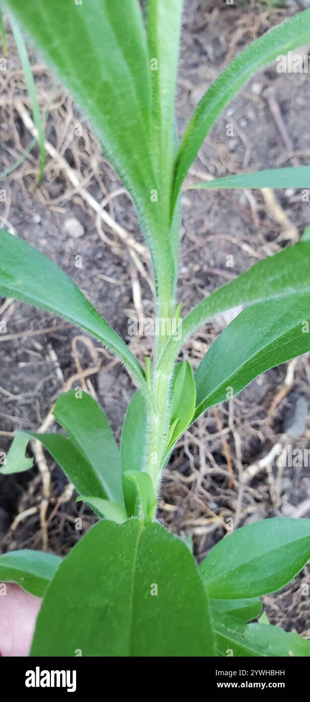 Stiff Sunflower (Helianthus pauciflorus Stock Photo - Alamy