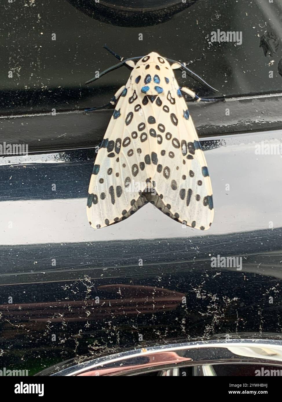 Giant Leopard Moth (Hypercompe scribonia Stock Photo - Alamy
