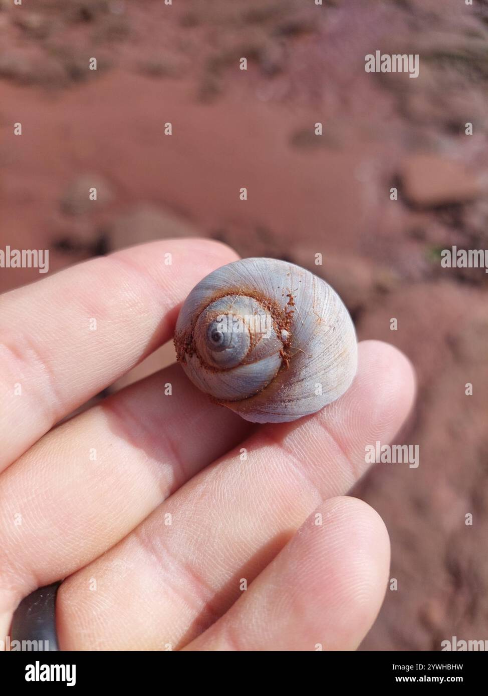 Northern Moonsnail (Euspira heros Stock Photo - Alamy