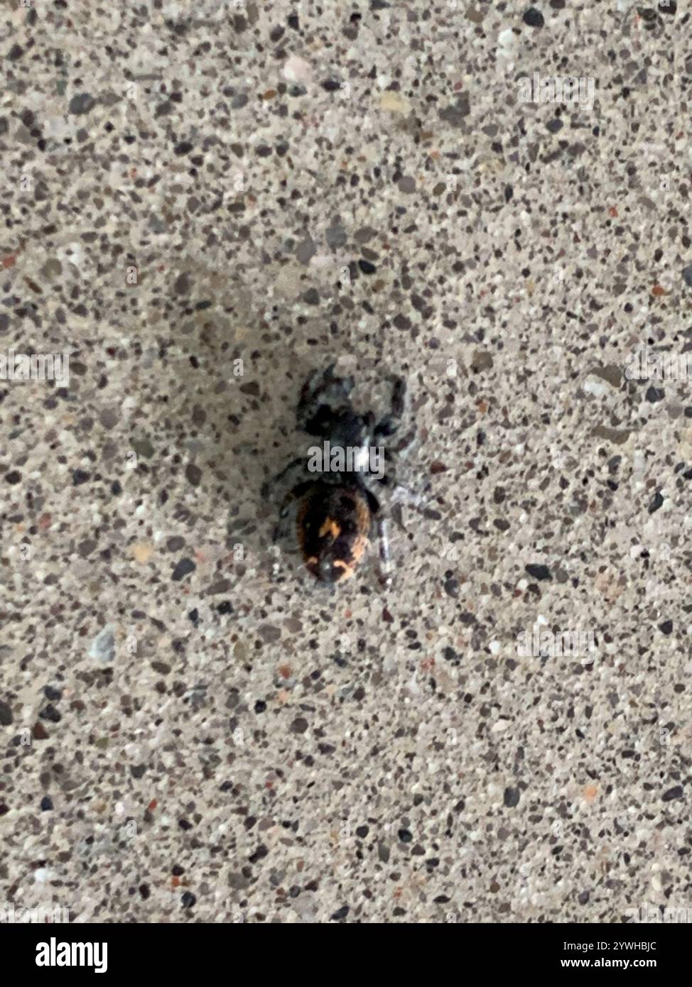 Bold Jumping Spider (Phidippus audax Stock Photo - Alamy