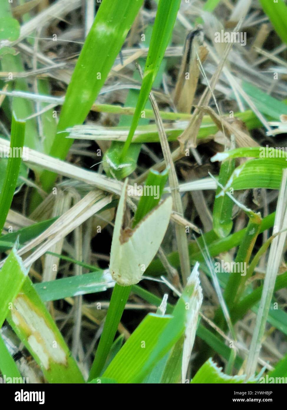 Black-bordered Lemon Moth (Marimatha nigrofimbria Stock Photo - Alamy