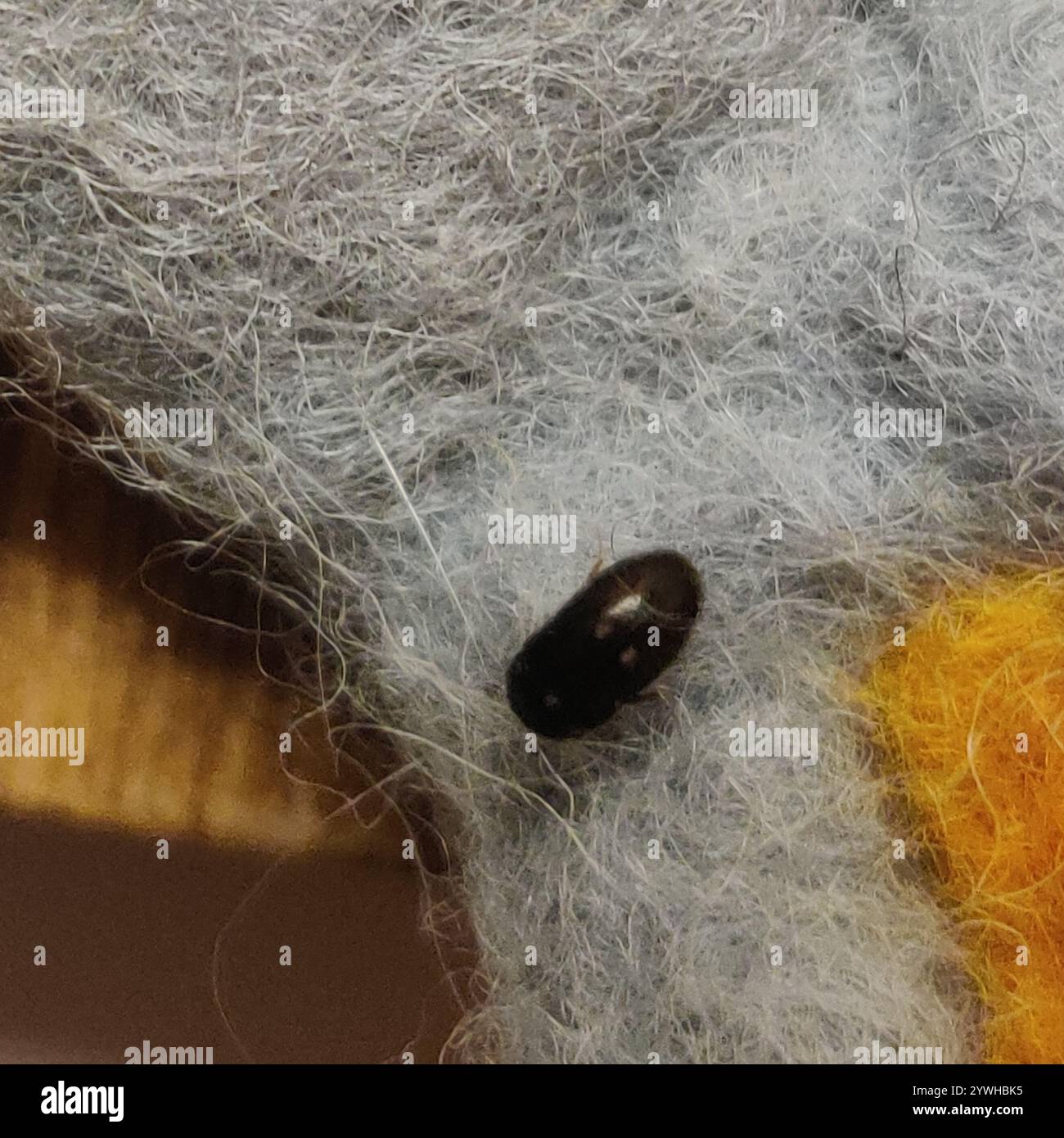 Two-spotted Carpet-beetle (Attagenus pellio Stock Photo - Alamy