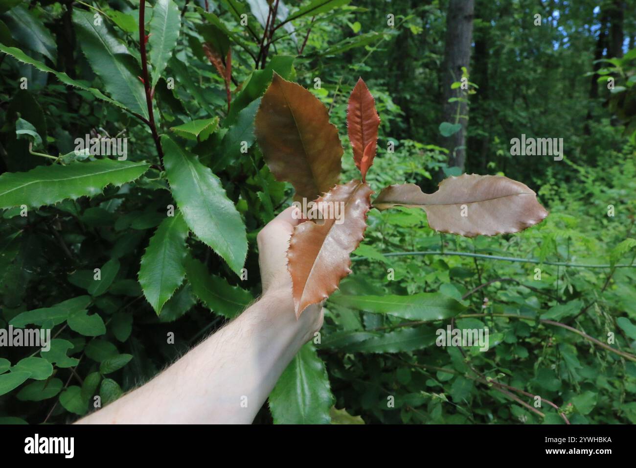 Chinese Photinia (Photinia serratifolia Stock Photo - Alamy