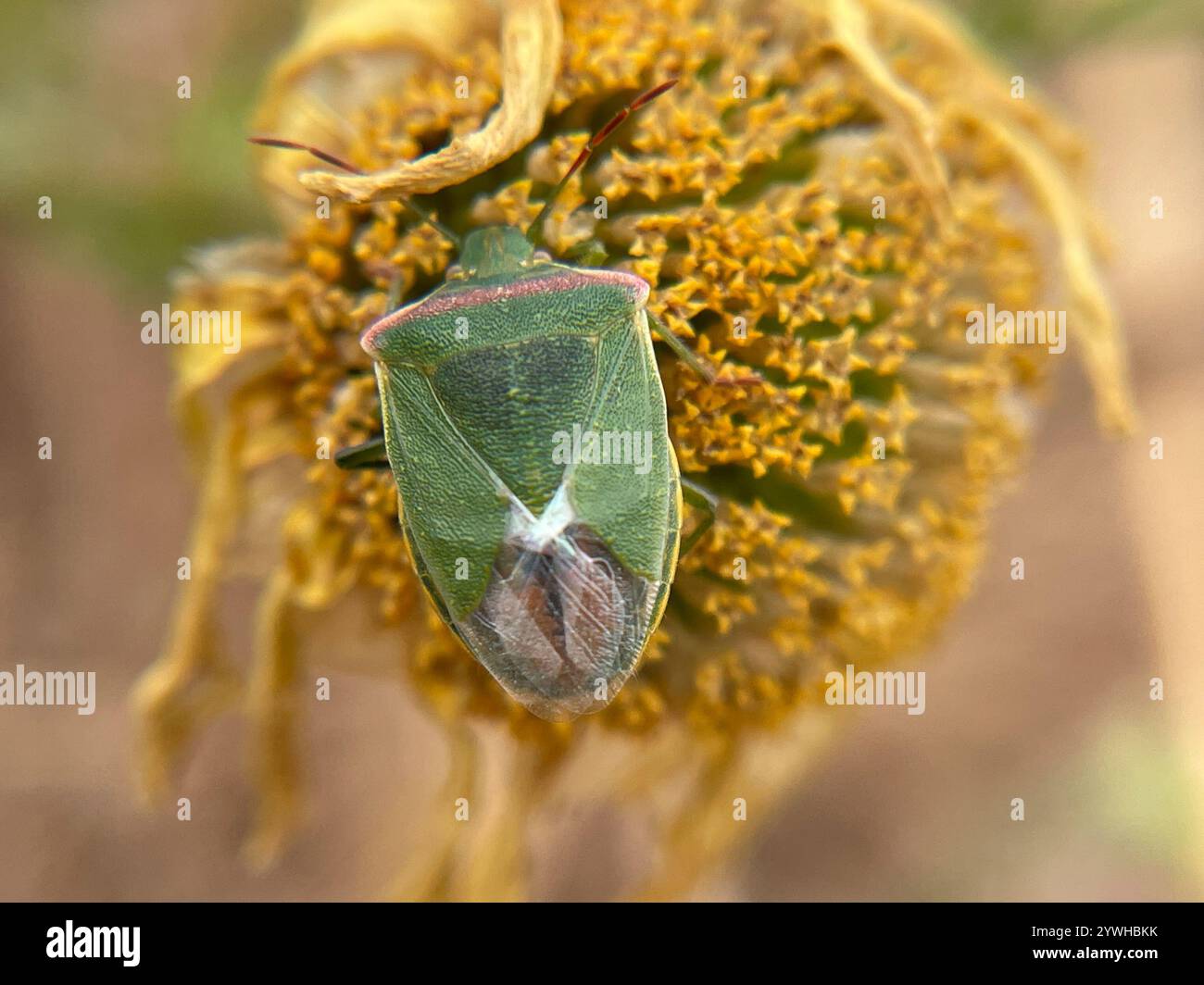 Stink Bugs (Pentatomidae Stock Photo - Alamy