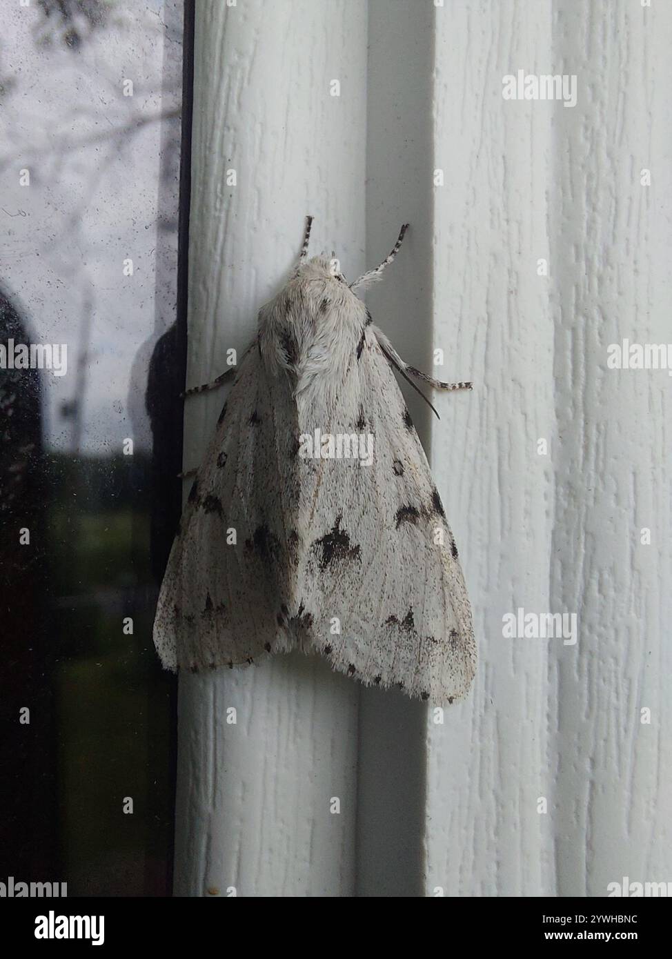 Miller, Blue-Gray, and Cottonwood Daggers (Acronicta vulpina Stock ...