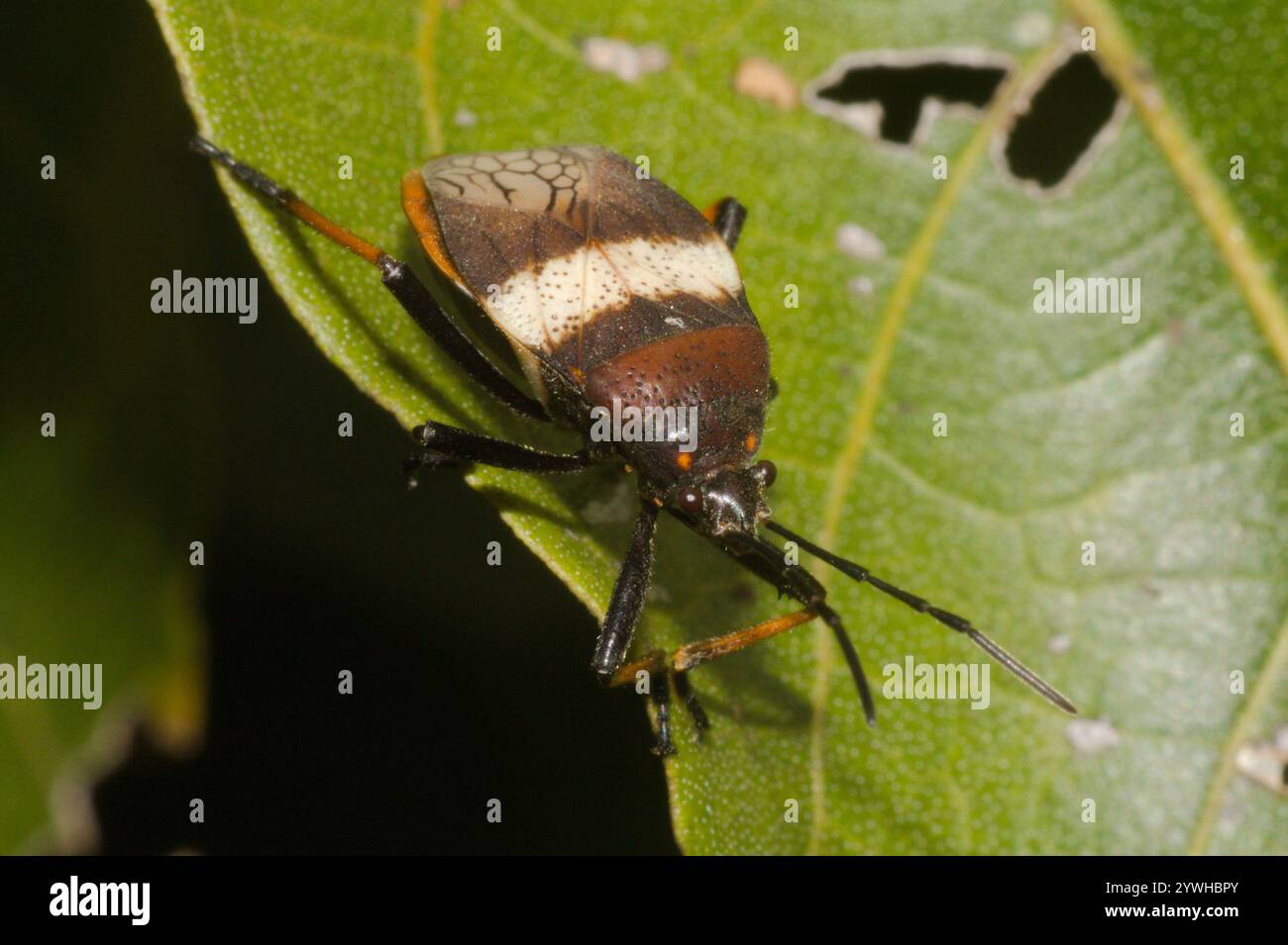 Largus balteatus hi-res stock photography and images - Alamy
