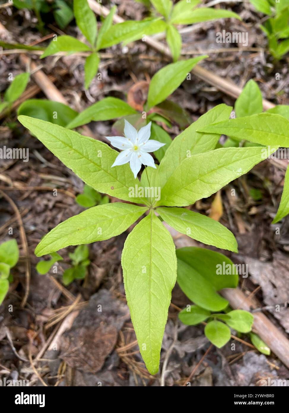 northern starflower (Lysimachia borealis Stock Photo - Alamy