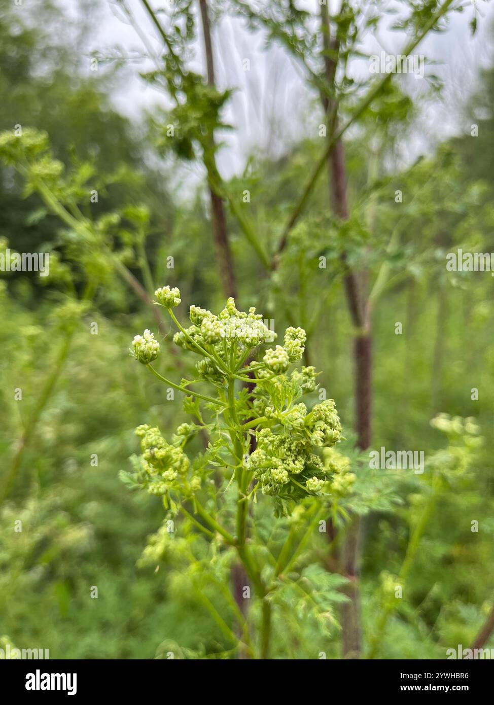 poison hemlock (Conium maculatum Stock Photo - Alamy