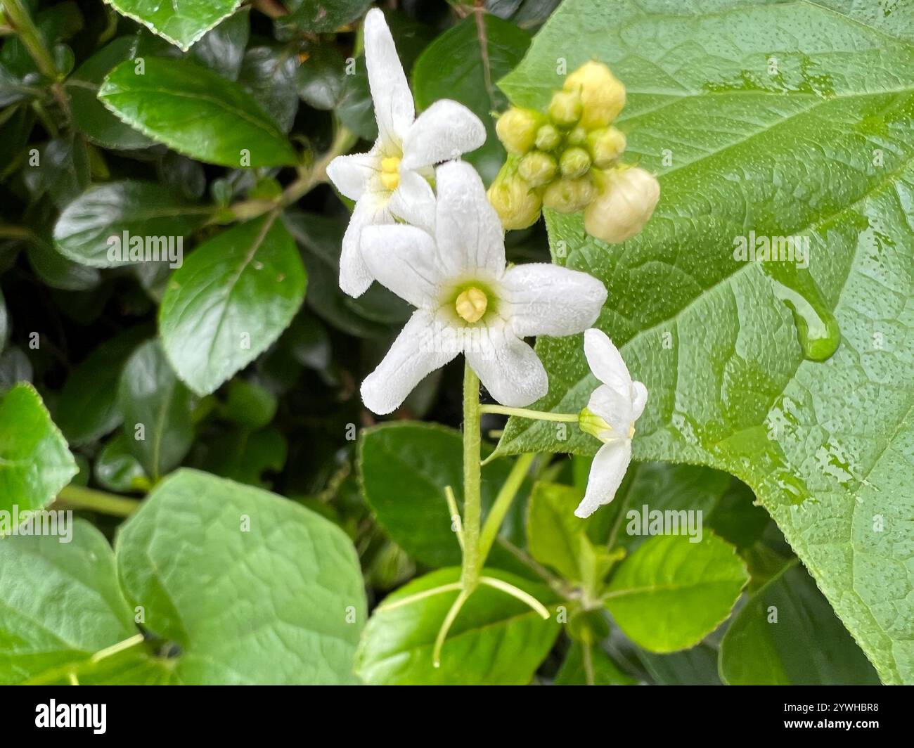 coastal manroot (Marah oregana Stock Photo - Alamy