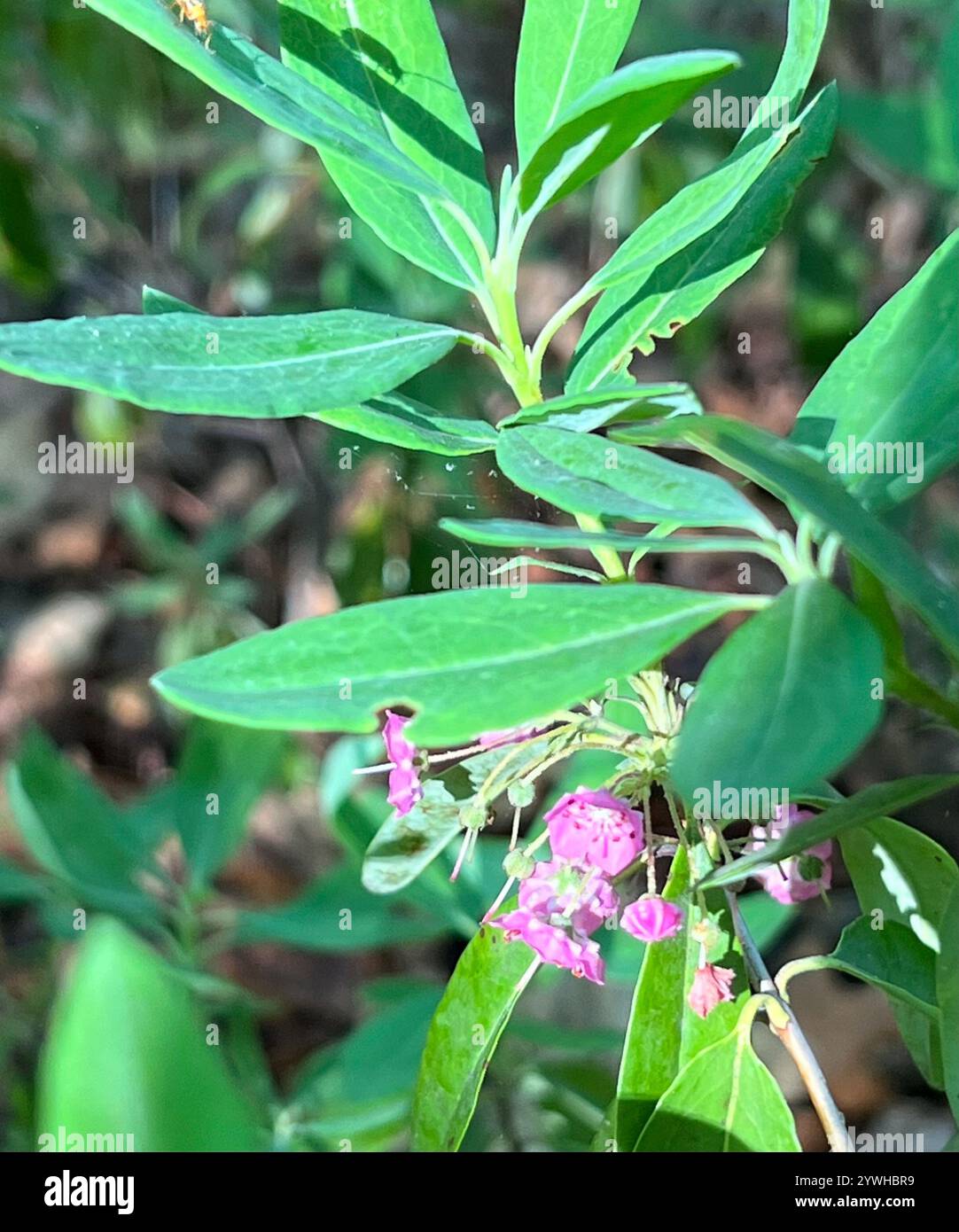 sheep laurel (Kalmia angustifolia Stock Photo - Alamy