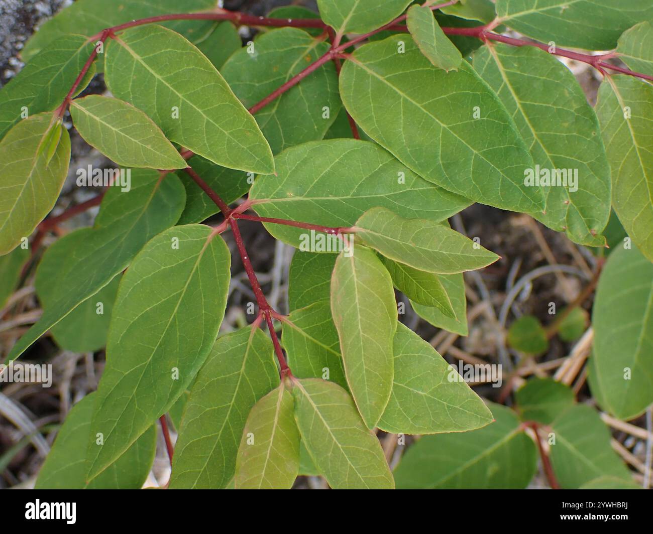 spreading dogbane (Apocynum androsaemifolium Stock Photo - Alamy