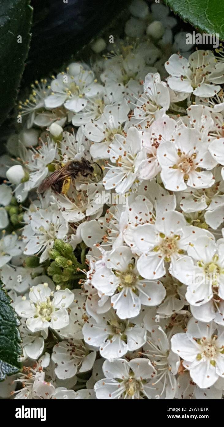 Mining Bees (Andrena Stock Photo - Alamy