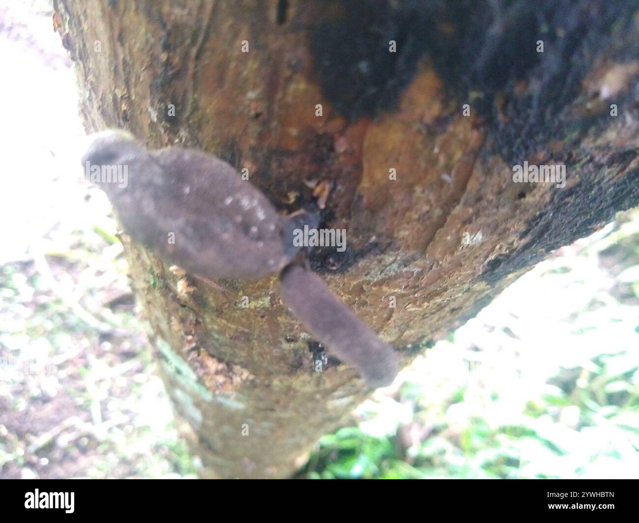 dead man's fingers (Xylaria polymorpha Stock Photo - Alamy