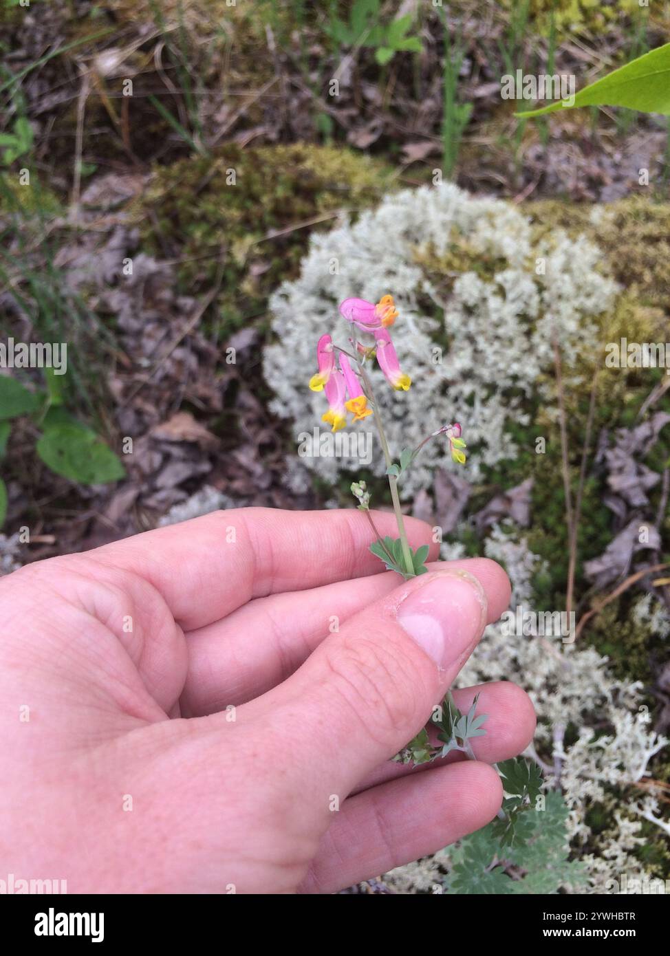 rock harlequin (Capnoides sempervirens Stock Photo - Alamy