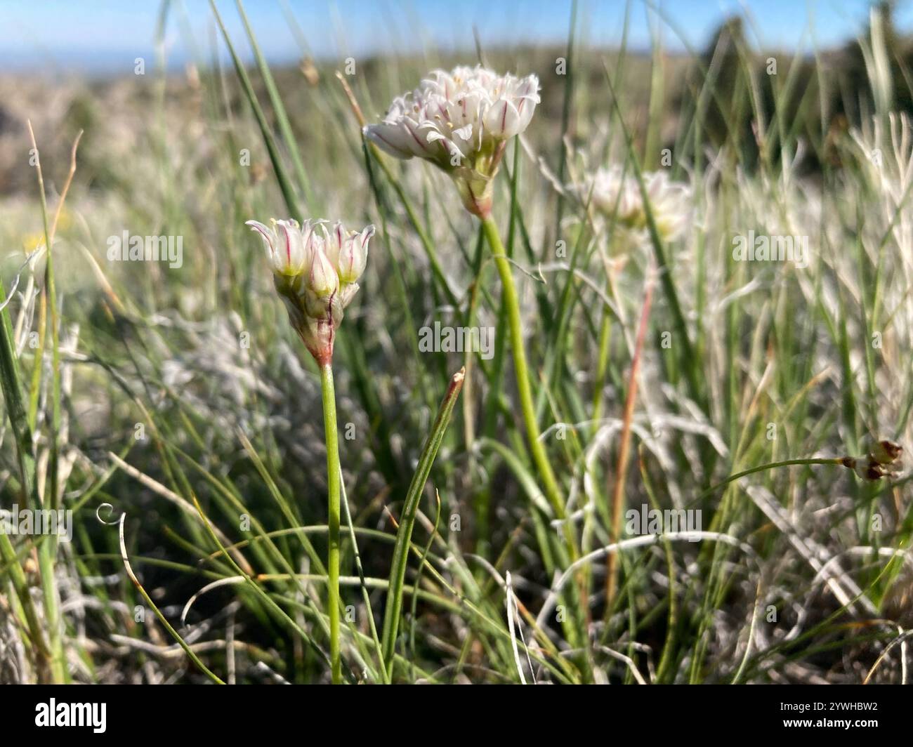 Textile onion (Allium textile Stock Photo - Alamy