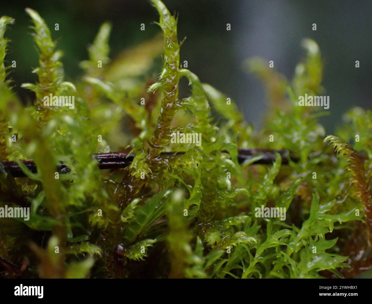 fern-leaved hook-moss (Cratoneuron filicinum Stock Photo - Alamy