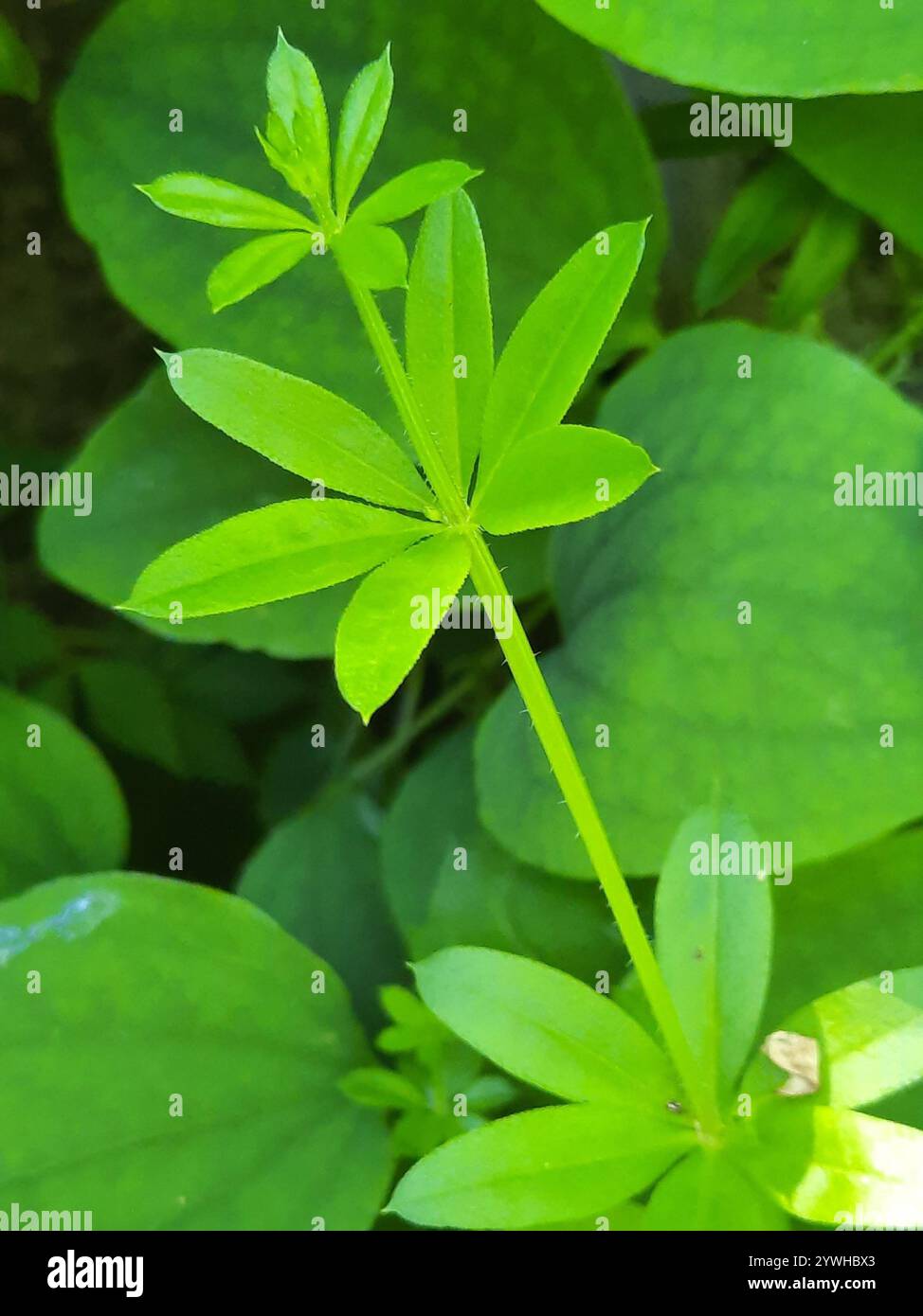 fragrant bedstraw (Galium triflorum Stock Photo - Alamy