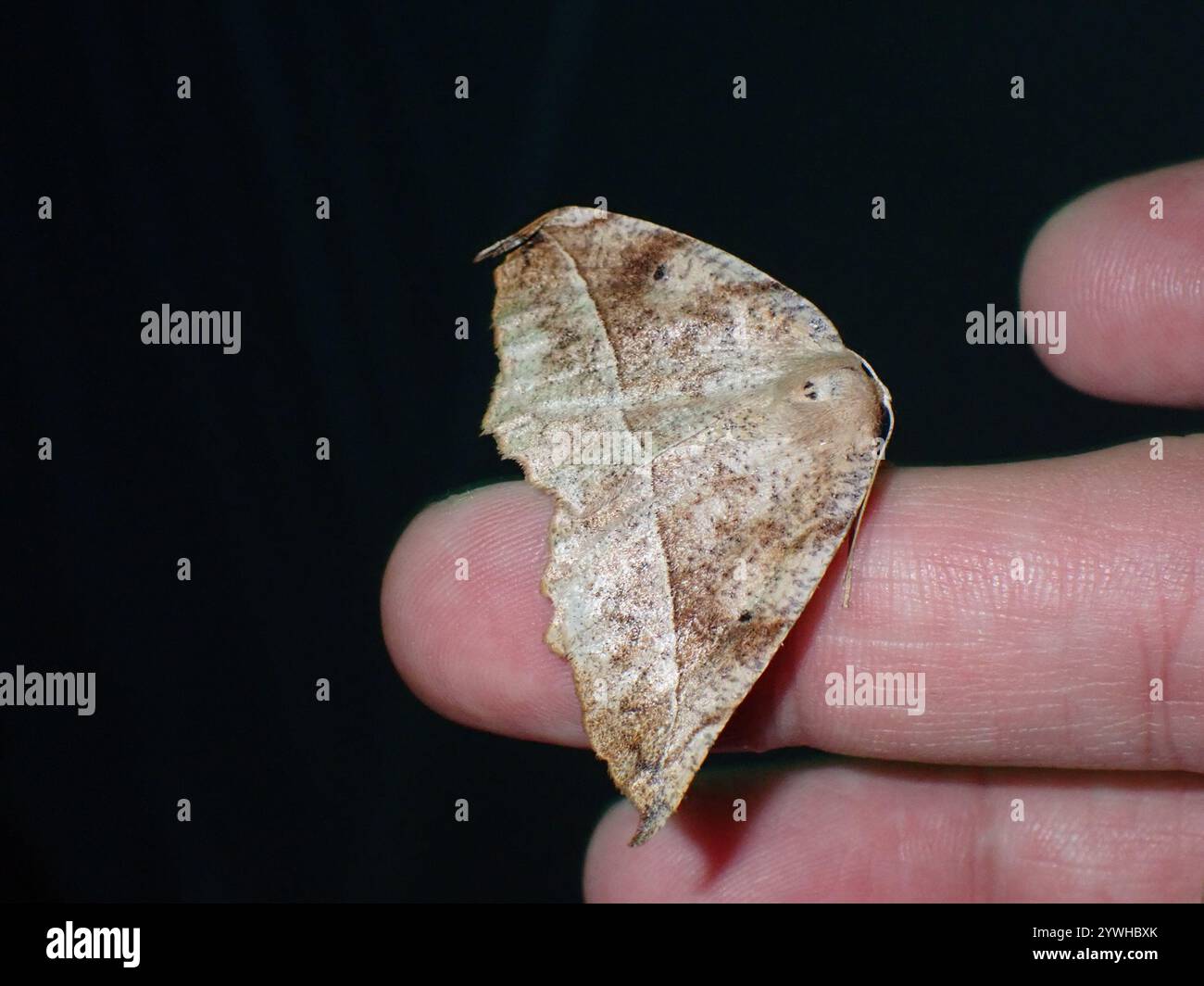Curved-toothed Geometer Moth (Eutrapela clemataria Stock Photo - Alamy